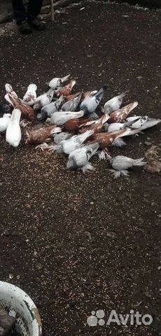 Узбекские голуби