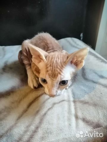 Кошки донской сфинкс