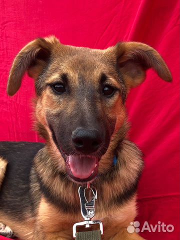 Нола, милейшая рыжуля