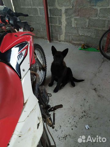 Щенки немецкой овчарки черные