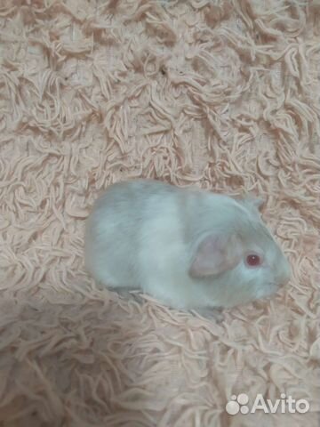 Сатиновая лиловая с белым самка