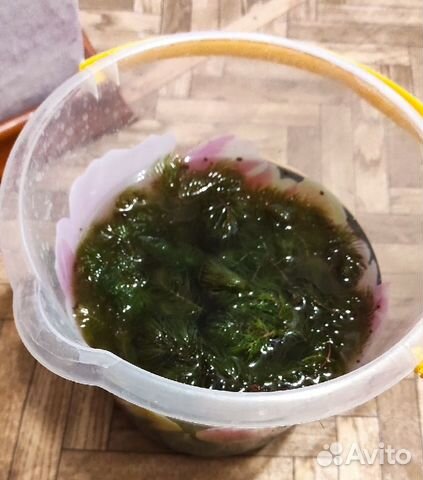 Роголистник и улитки катушки