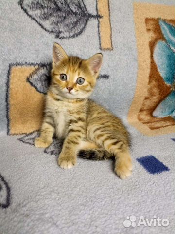 Британский котёнок