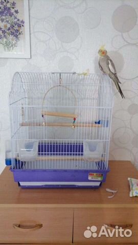 Попугай капелла + большая клетка