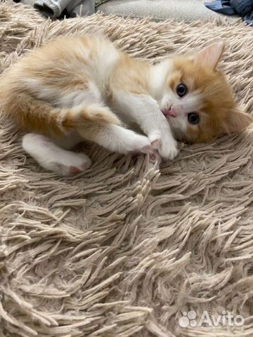 Кошка
