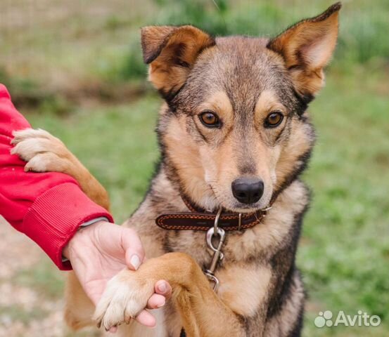 Обожающий людей Персей живёт в приюте