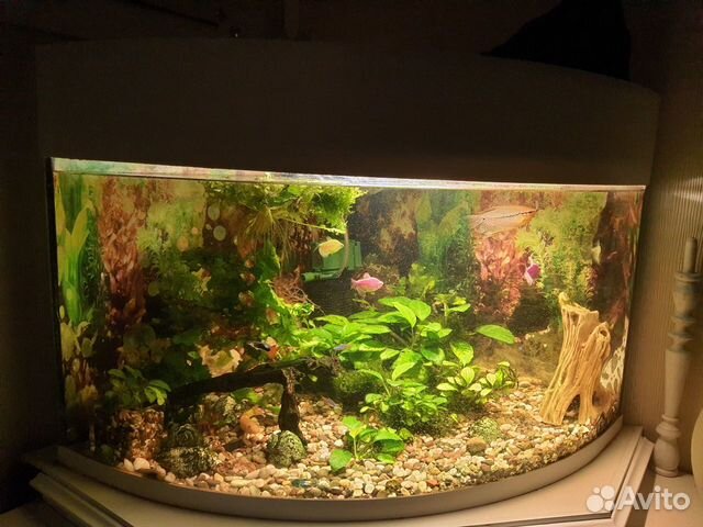 Аквариум