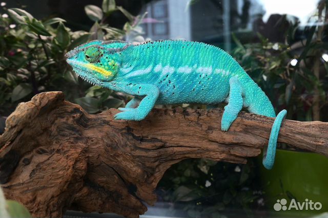 Пантеровый хамелеон