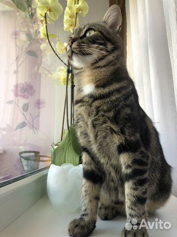 Кошечка в дар