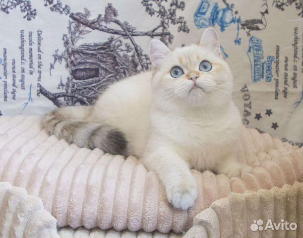 Котенок британец, золотая шиншилла пойнт