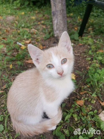 Кошки бесплатно