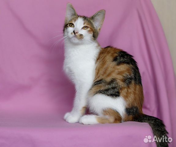 Котенок Китти для радости в семье