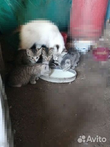 Котята в добрые руки бесплатно