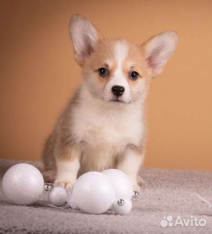 Щенок вельш корги пембок мальчик