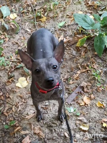 Американский голый терьер молоденькая девочка