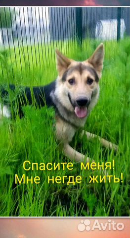Собака