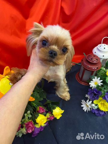 Взрослая девочка йорка 2,5 года