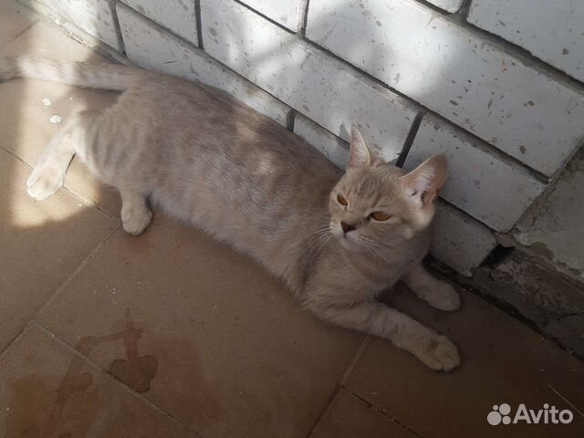 Отдам бесплатно