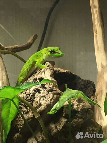 Ящерица зелёная