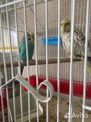 Попугаи волнистый и корелла
