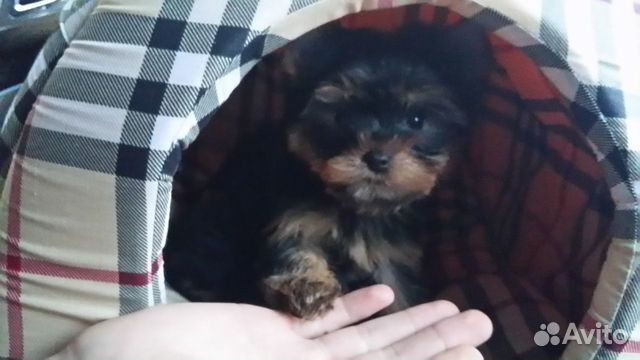 Йоркширский терьер мини беби фейс