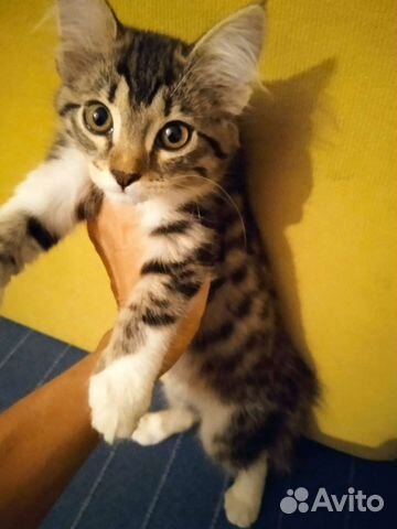 Котёнок в добрые руки