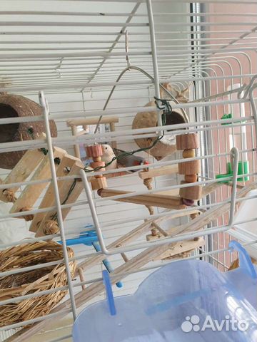 Зебровые амадины