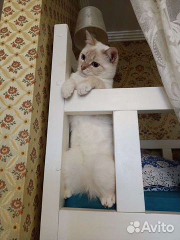 Кошечка в добрые руки