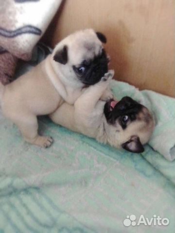 Щенки мопса