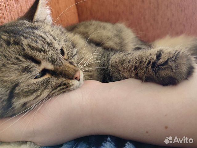 Кошка