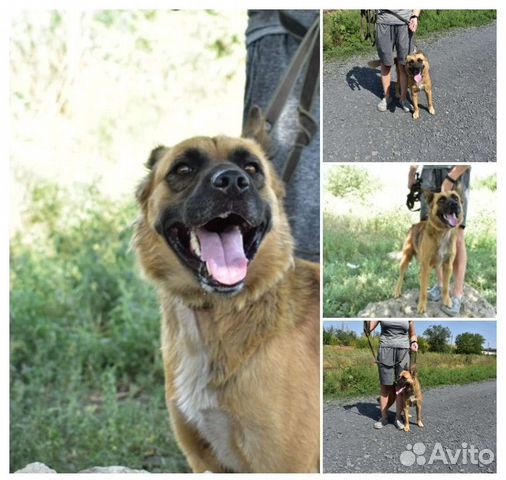 Собака мальчик, Рыжик ищет дом