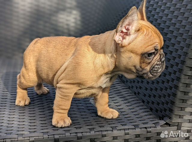 Французский бульдог щенок 2 мес мальчик