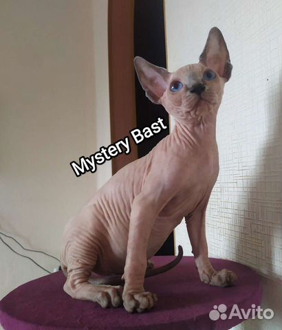 Канадский Сфинкс котик