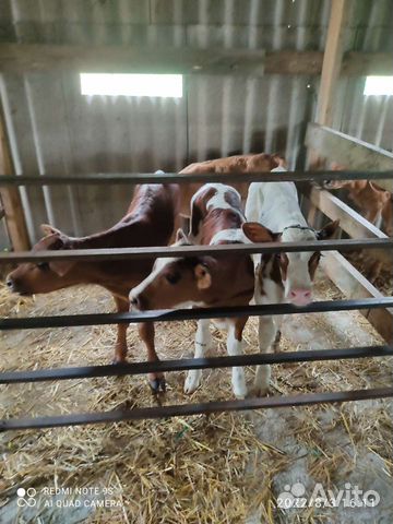 Телята бычки