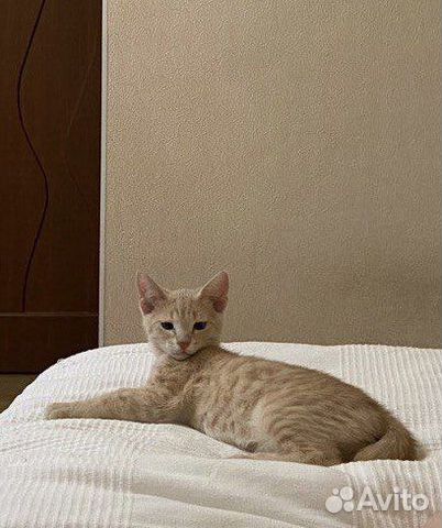 Бежевый кот, 3 месяца, приучен к лотку