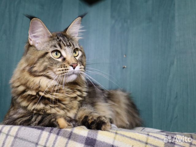 Девочка Иллюзия