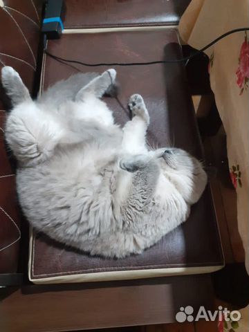 Британский Котик