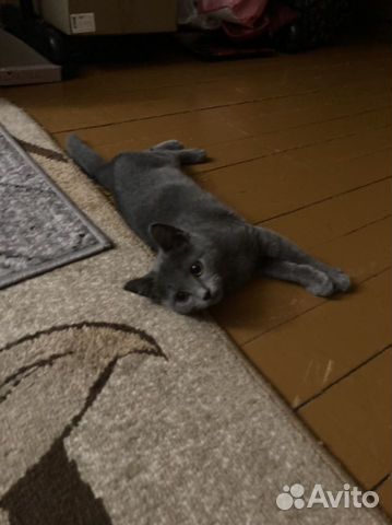 Шотладская кошечка