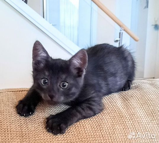 Котенок в добрые руки