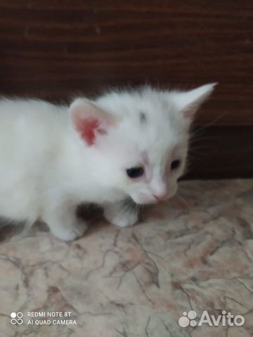 Котята турецкой ангоры белые