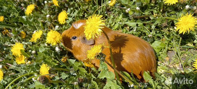 Ищу невесту