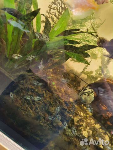 Рыбка мини-попугай голубая панда