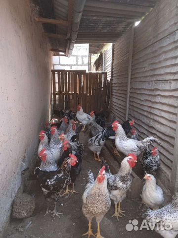 Молодые петушки