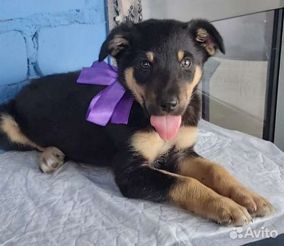 Щенок ищет дом