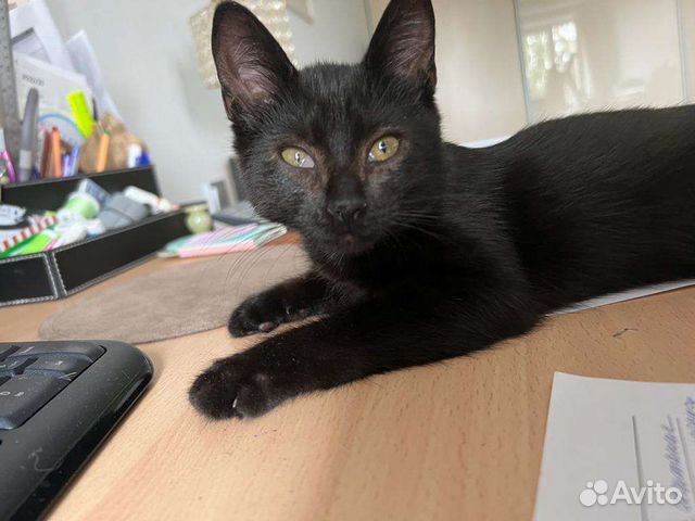 Ласковый котенок Блэк