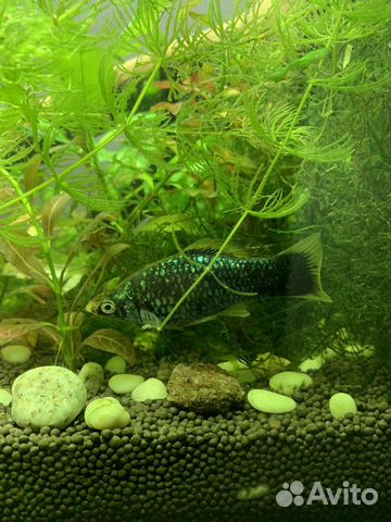 Черный меченосец отдам