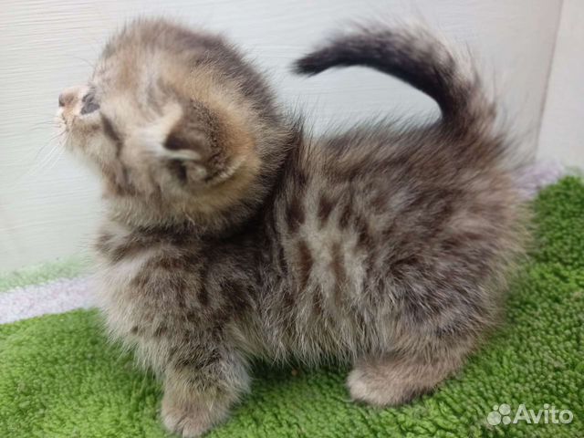 Котик Манчкин генетта вислоухий коротколапый