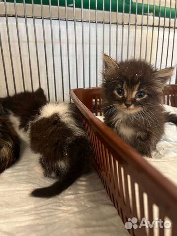 Суперские котятки в Добрые семьи