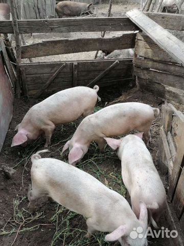 Поросята 4 месяца