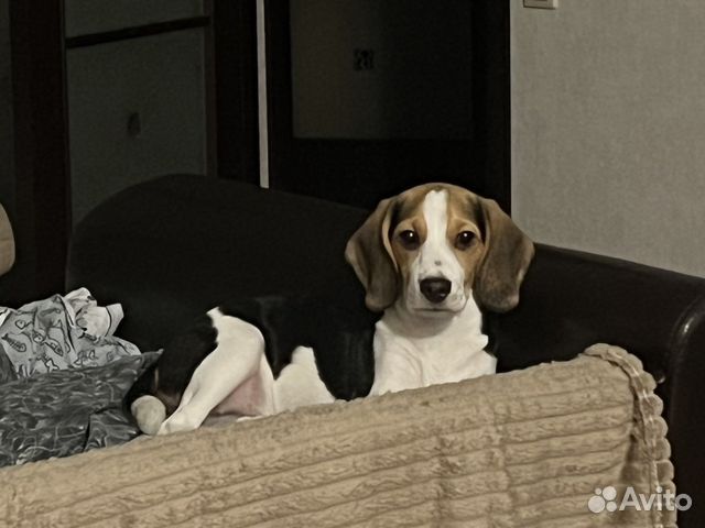 Щенок бигль девочка